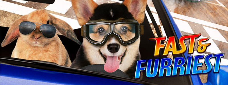 Fast and Furriest | Fast and Furriest