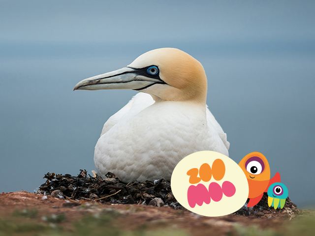 Animal Alphabet | A is for Angelfish