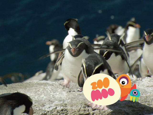 Dancing Penguins Gif