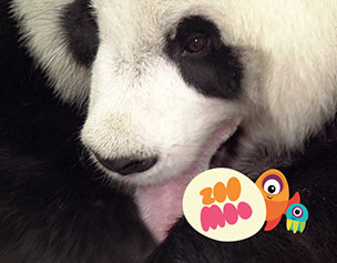 Animal All Stars | Extraordinary Eggs