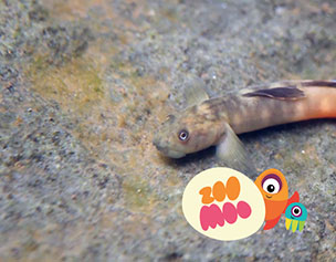 Animal All Stars | Wrigglers