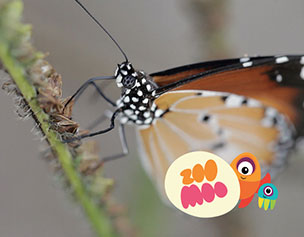 Animal All Stars | Fussy Eaters