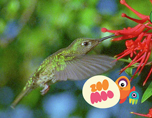 Animal All Stars | Acrobatic Animals