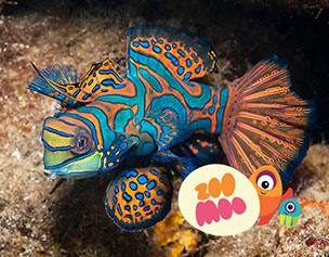 Animal Alphabet | M is for Mandarin Fish