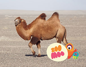 Animal Alphabet | B is for Bactrian Camel