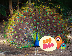Animal Alphabet | P is for Peacock