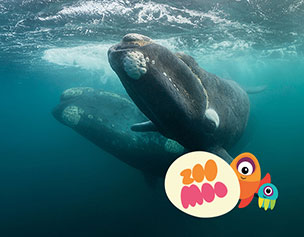 Animal Alphabet | R is for Right Whale