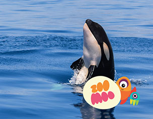 Animal Alphabet | O is for Orca