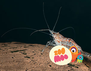 Animal Alphabet | K is for Krill