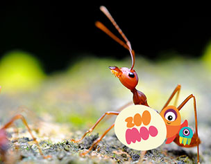 Animal Alphabet | W is for Weaver Ant