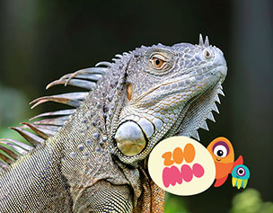 Animal Alphabet | I is for Iguana