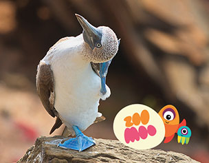 Animal Alphabet | B is for Blue Footed Booby