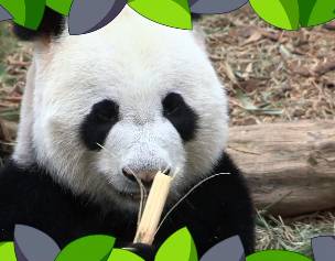 Animal Noises | Panda
