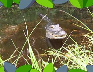 Animal Noises | Alligator