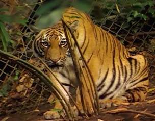 Baby Genius | Favorite Sing-A-Longs!