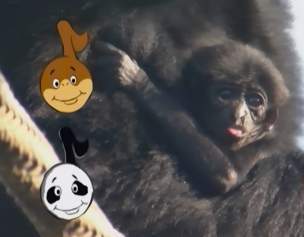 Baby Genius | Baby Animal Songs