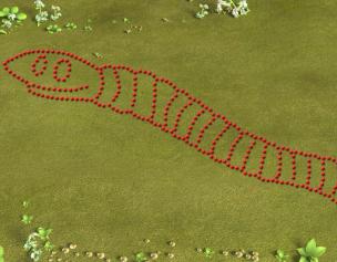 Boom & Reds | Turtle