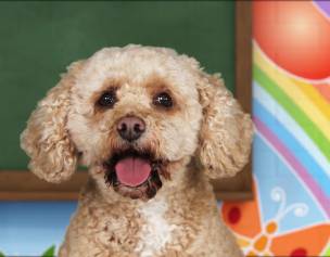 Brain Candy TV | Alphabet Train