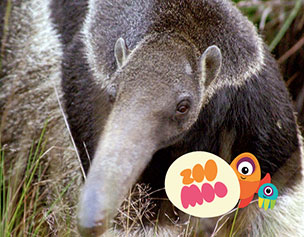 Dance Fever | Anteaters