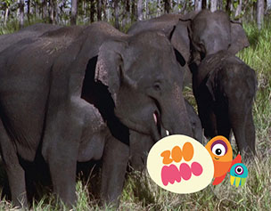 DJ Monkey | Elephants