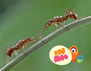 DJ Monkey | Ants
