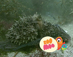 DJ Monkey | Octopuses