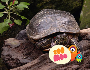 Flash | Basking Turtle