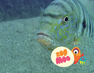 Growing Up | Baby Cichlid