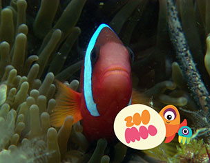 Growing Up | Clownfish Fanning Eggs