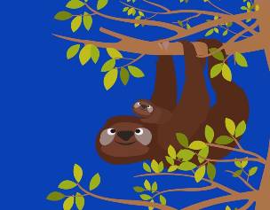 Highlights Kids | Did You Know: Sloths