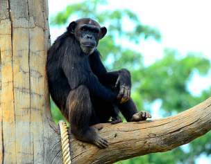 Human Nature | Humor, Optimism and Initiative