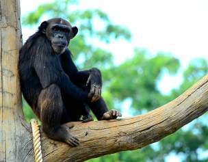 Human Nature | Humor, Optimism and Initiative