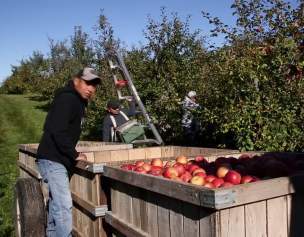 Job Jams | Silly Pickle Song