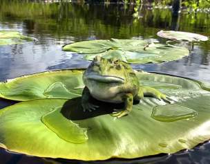 The Zak Morgan Show | Amphibians