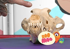 Animal All Stars | Crazy Colours