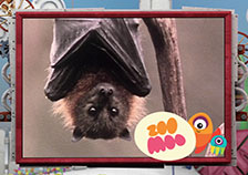 Animal All Stars | Astonishing Animals