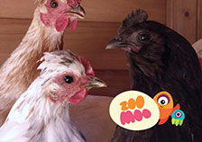 Animal All Stars | Extraordinary Eggs