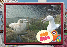 Animal All Stars | Winged Wonders