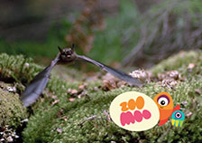 Animal All Stars | Daredevils