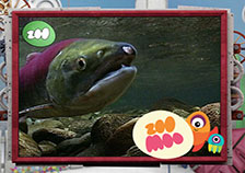 Animal All Stars | Super Swimmers