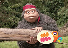 Animal All Stars | Down Down Down