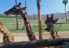 Baby Genius | Animal Adventures!