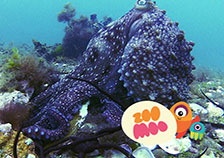 Bath Time | The Invisible Octopus