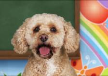 Brain Candy TV | Learn ABCs with Lizzy the Dog!