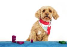 Brain Candy TV | Learn Colors with Lizzy the Dog