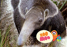 Dance Fever | Anteaters