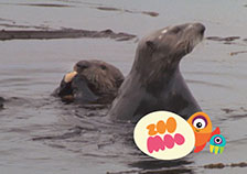 Dance Fever | Otters