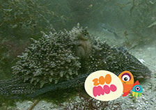 DJ Monkey | Octopuses