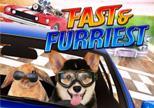 Fast and Furriest | Fast and Furriest