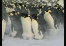Growing Up | Emperor Penguins
